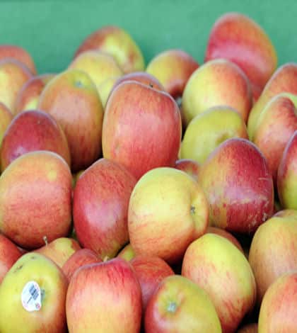 New Zealander discovers world's smallest apples