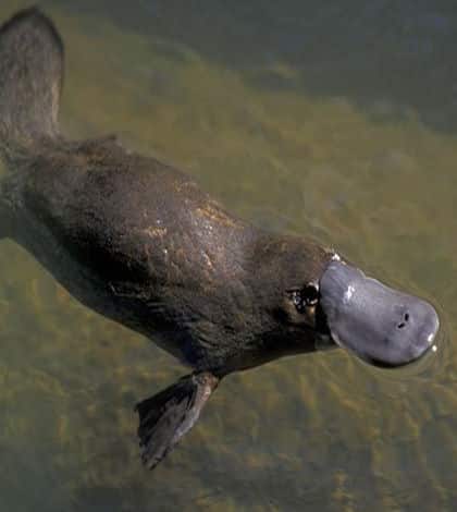 Fossil of 'platypus-zilla' found in Australia